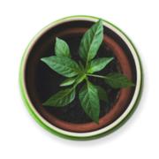 Top 100 Tree Removal Companies in Canada (2025) | ensun