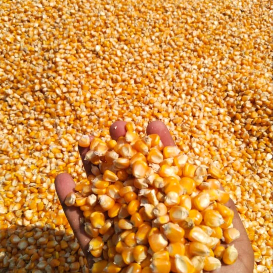 Top 100 Corn Companies in 2025 | ensun