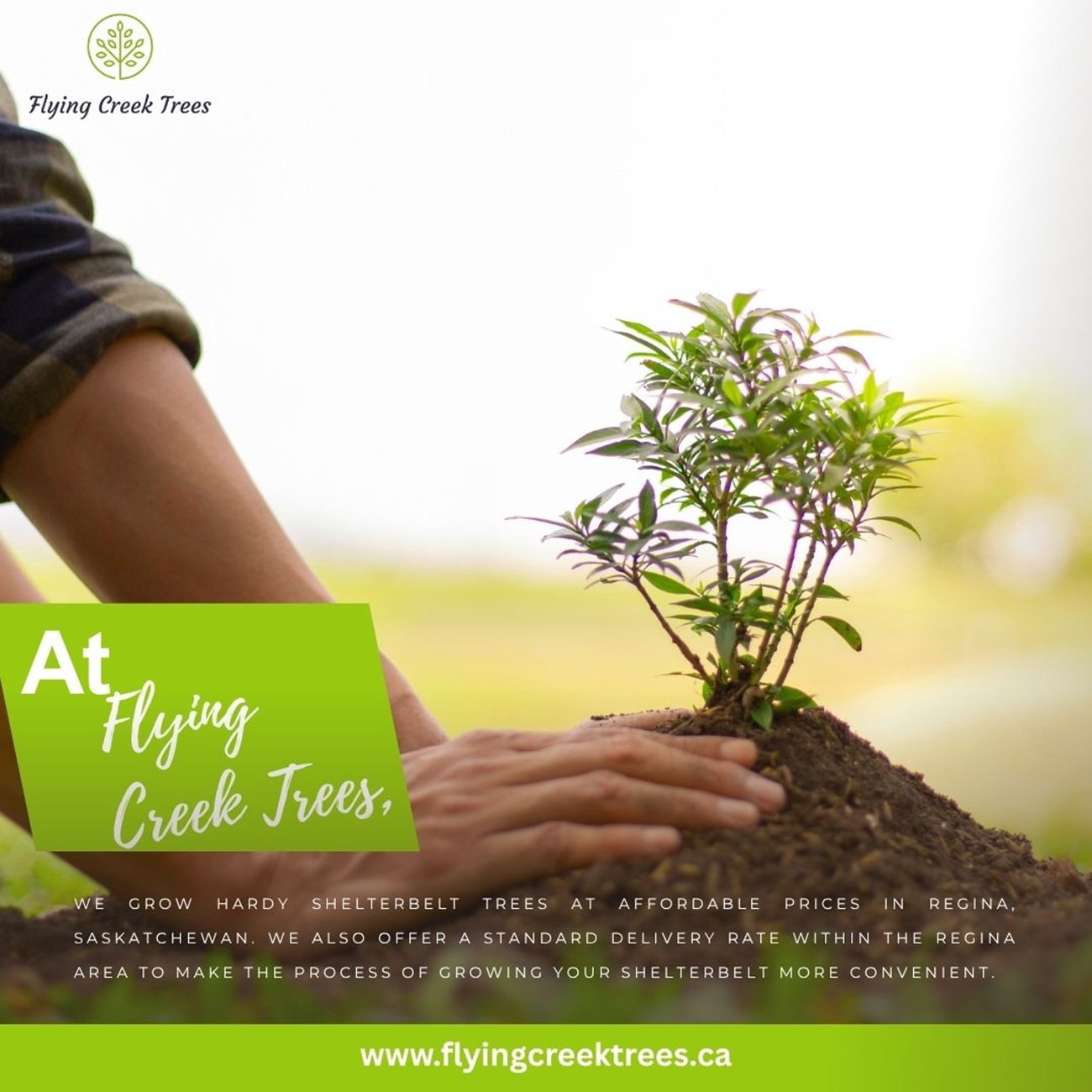 Flying Creek Trees - Use case | ensun