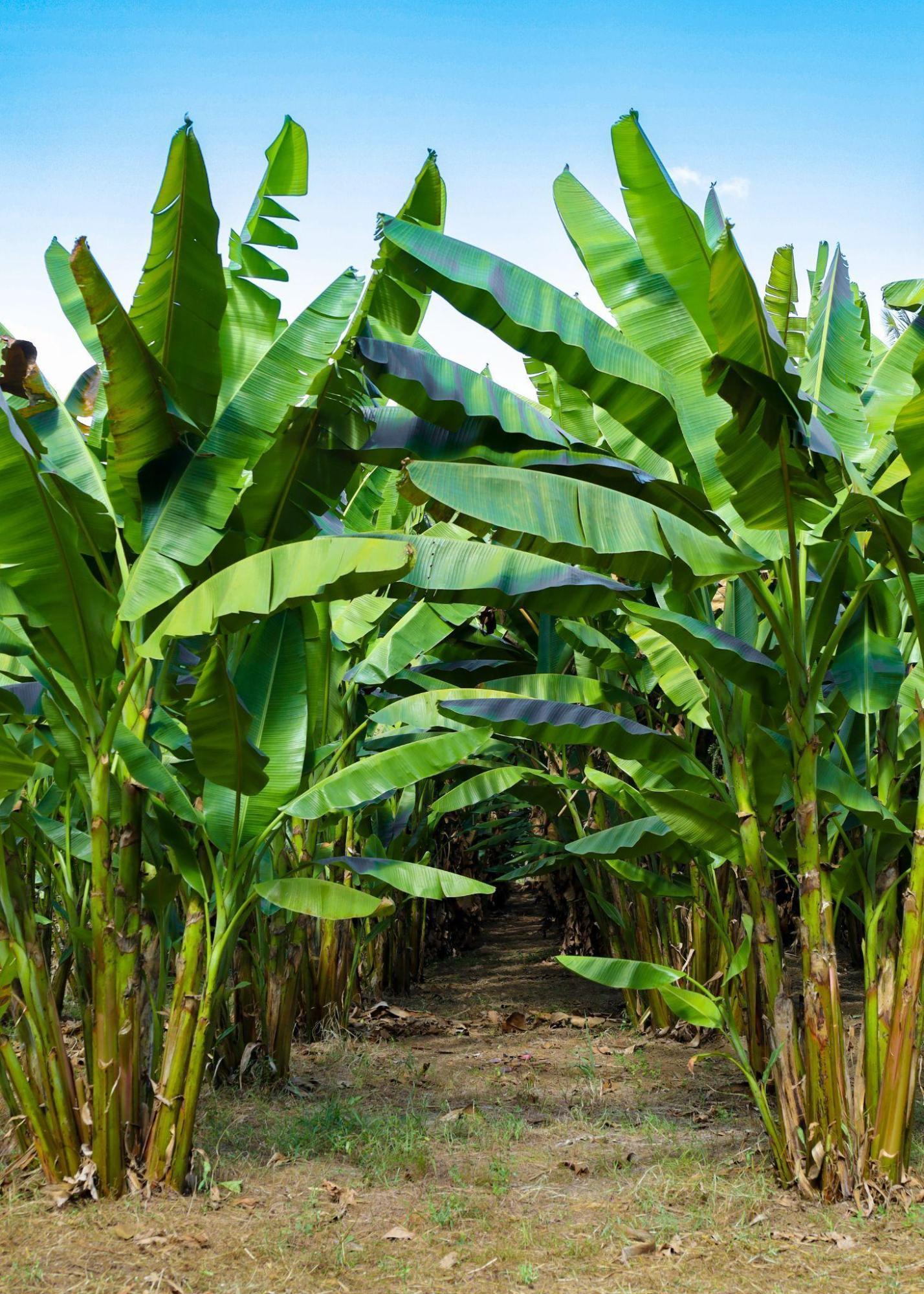 Sustainable Textile Using Abaca (Manila Hemp) - Use case | ensun